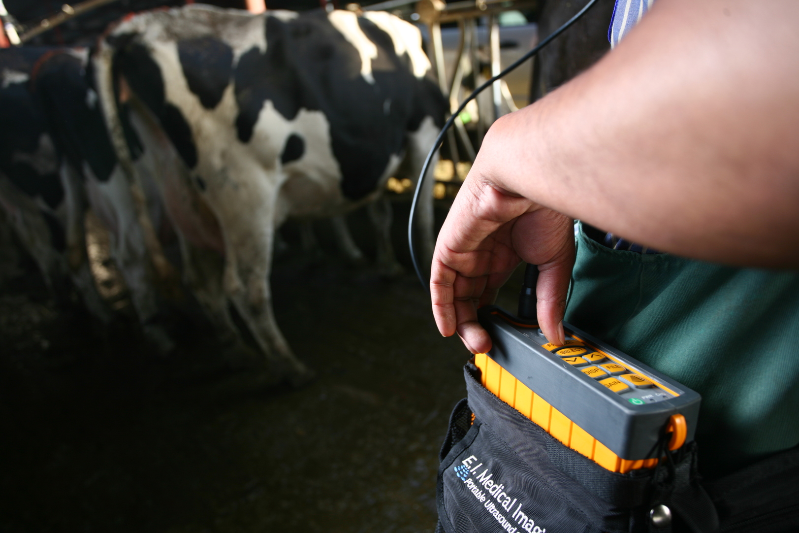 IBEX Makes Cattle Ultrasound Pregnancy Checking Quick and Easy