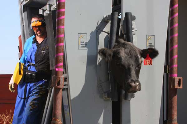 Veterinary Ultrasound | cow ultrasound