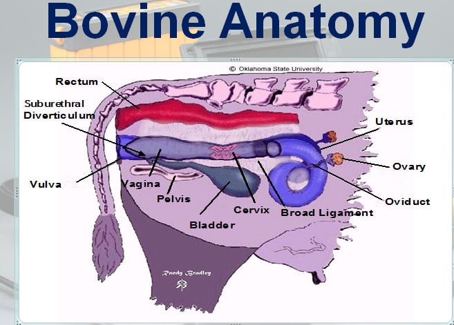 Portable Ultrasound Solution Blog | cattle ultrasound