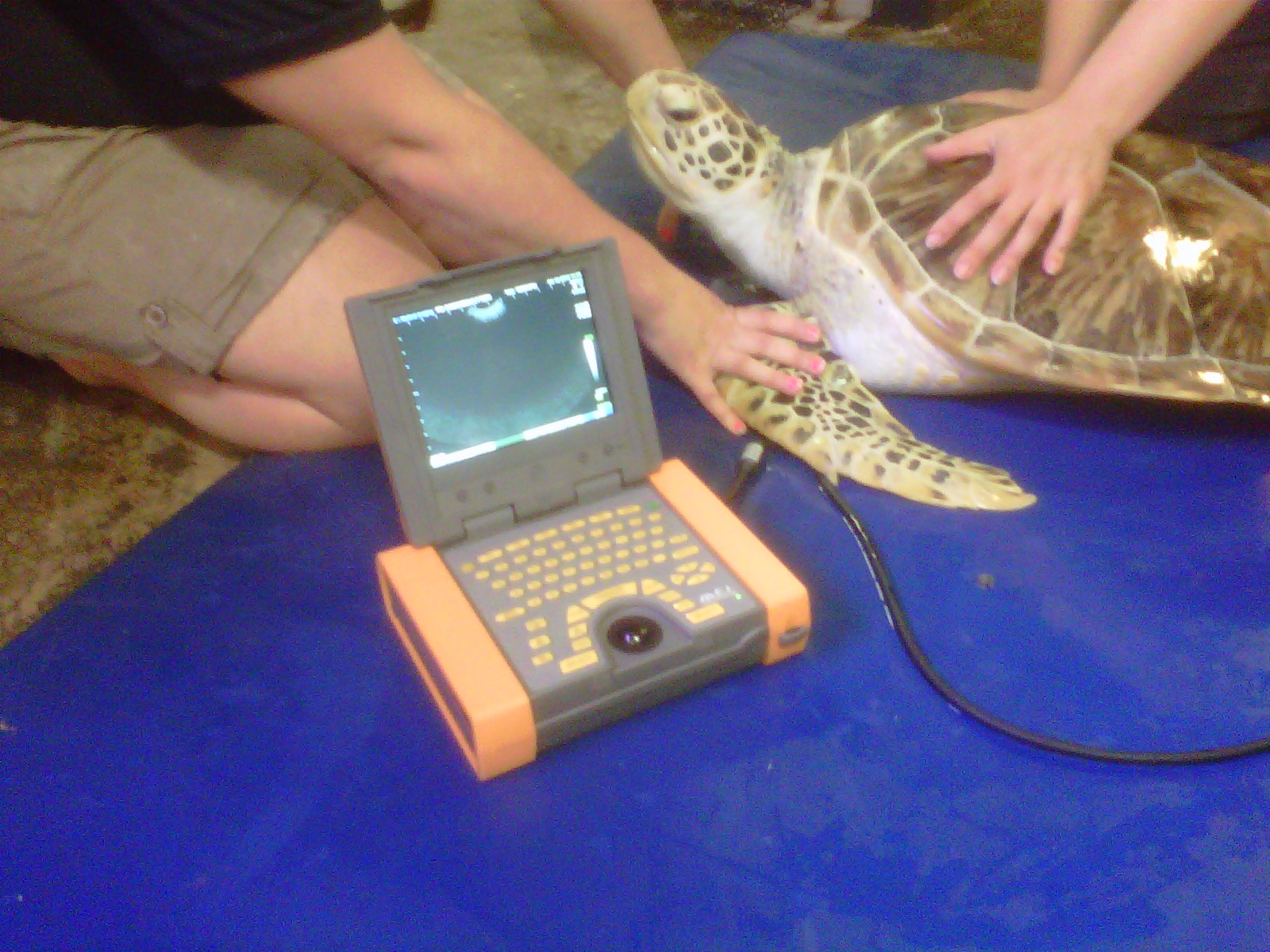 IBEX Adventures; Using Aquatic Ultrasound to Scan Sea Turtles and Rays