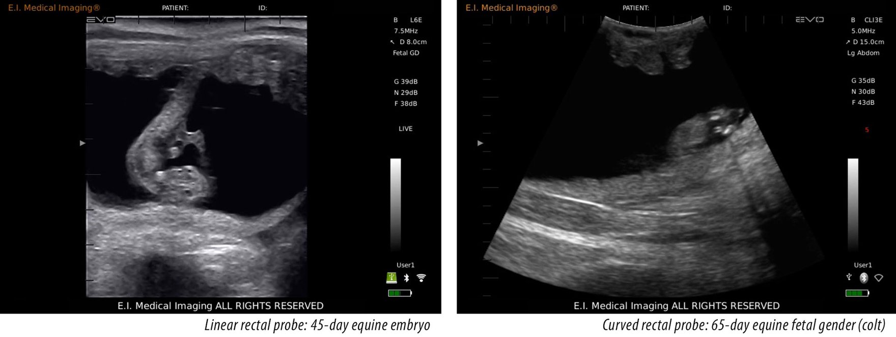 High-resolution Transrectal Transducers for Equine Repro