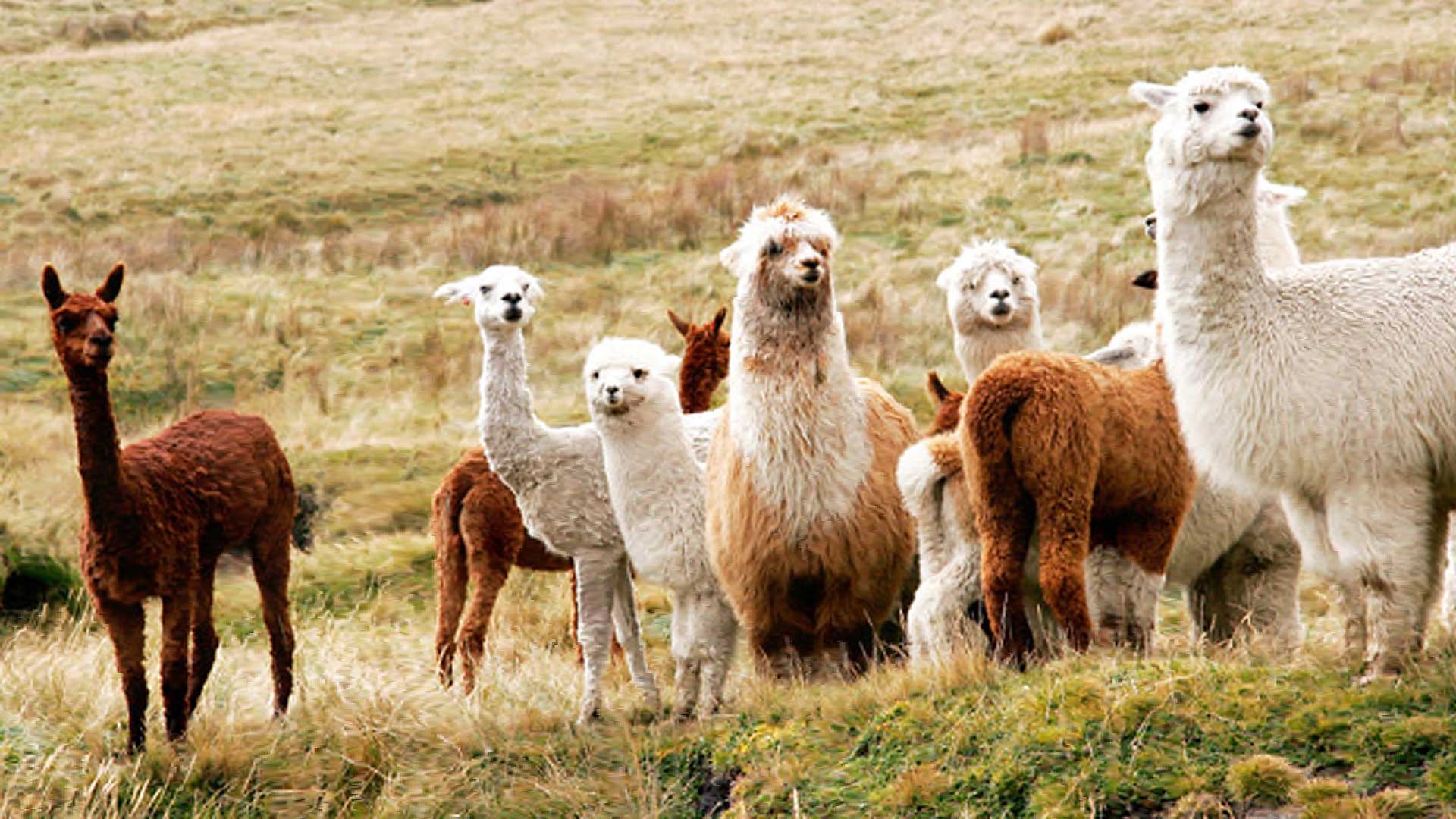 Small Ruminant Camelid